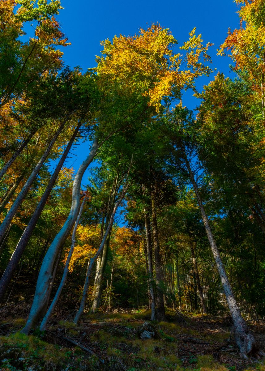 'Colorful forest' Poster, picture, metal print, paint by Neven Krčmarek ...