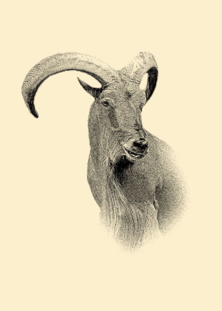 'Barbary sheep' Poster, picture, metal print, paint by Gyula Gvardián ...