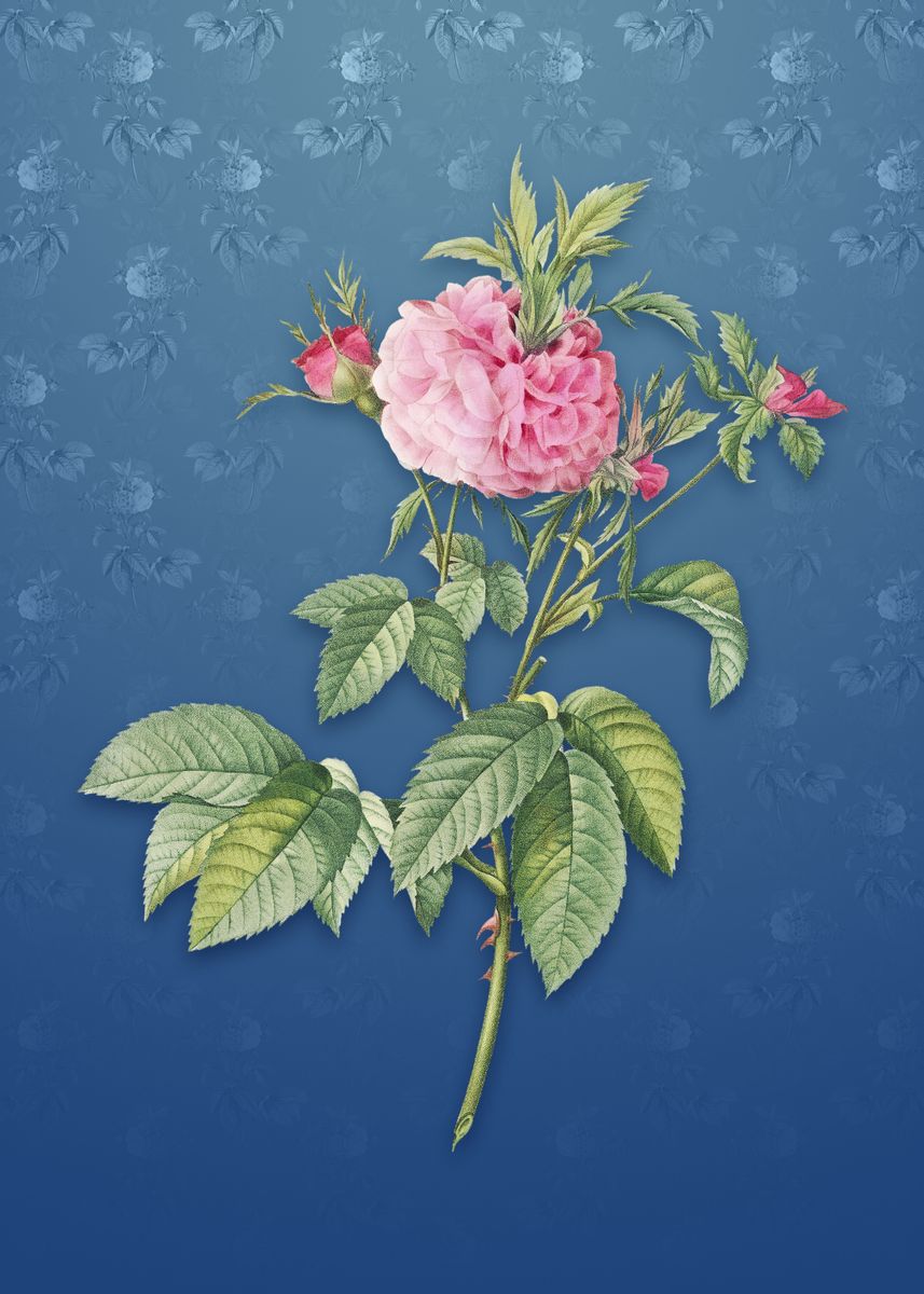 'Vintage Pink Agatha Rose' Poster, picture, metal print, paint by Holy ...