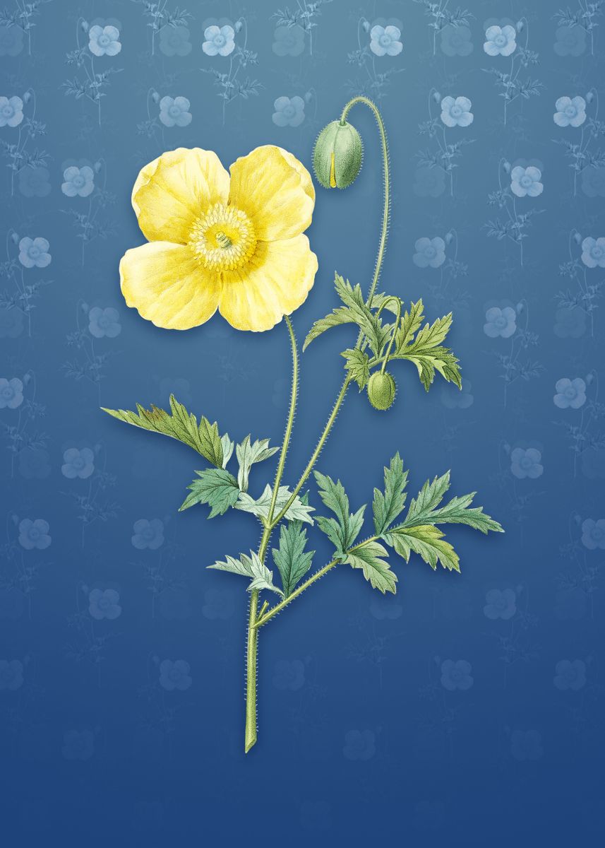 'Vintage Welsh Poppy' Poster, picture, metal print, paint by Holy Rock ...