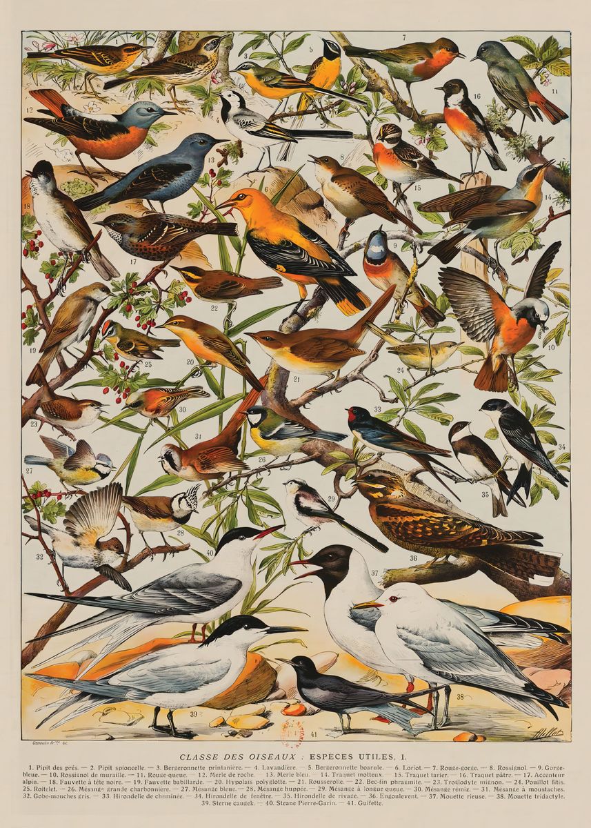 'Birds Vintage birds' Poster, picture, metal print, paint by MrTKBooker ...