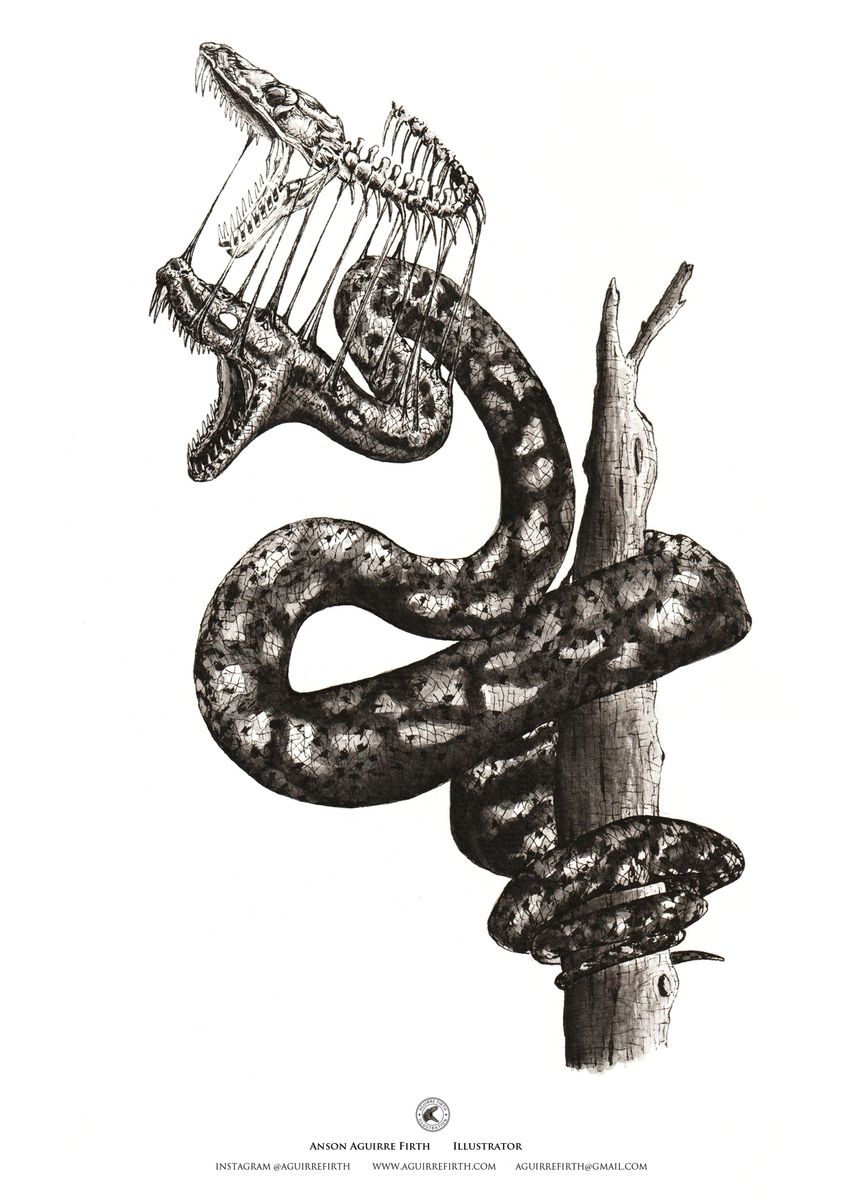 'Snake Split' Poster, picture, metal print, paint by Anson Aguirre ...