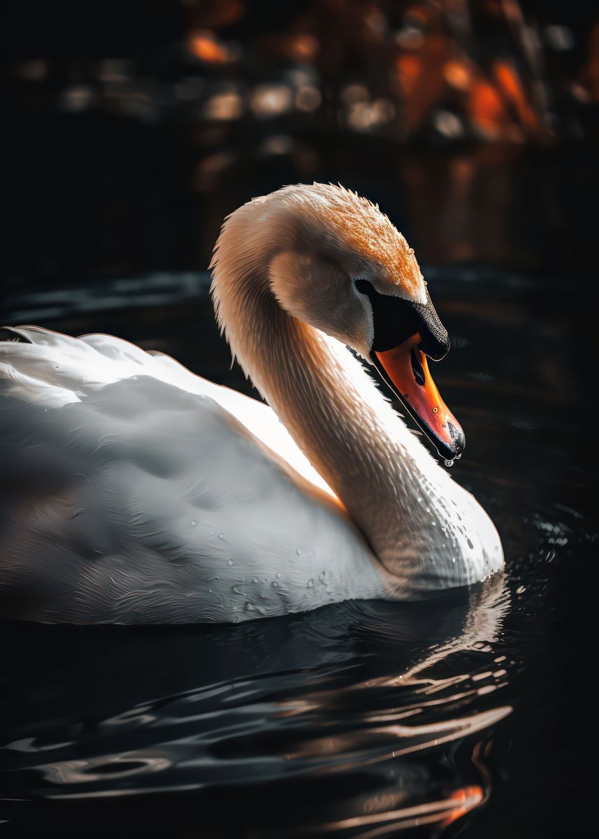'Serene swan' Poster by Zooscape Wildlife | Displate