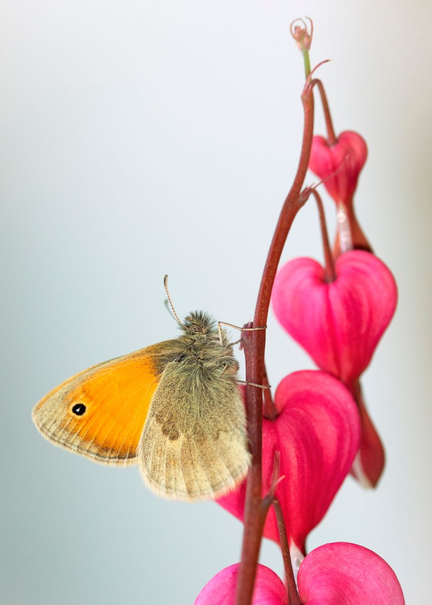 'Spring butterfly' Poster, picture, metal print, paint by Mycatherina ...