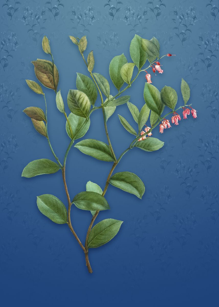 'Andromeda Axillaris Bloom' Poster, picture, metal print, paint by Holy ...