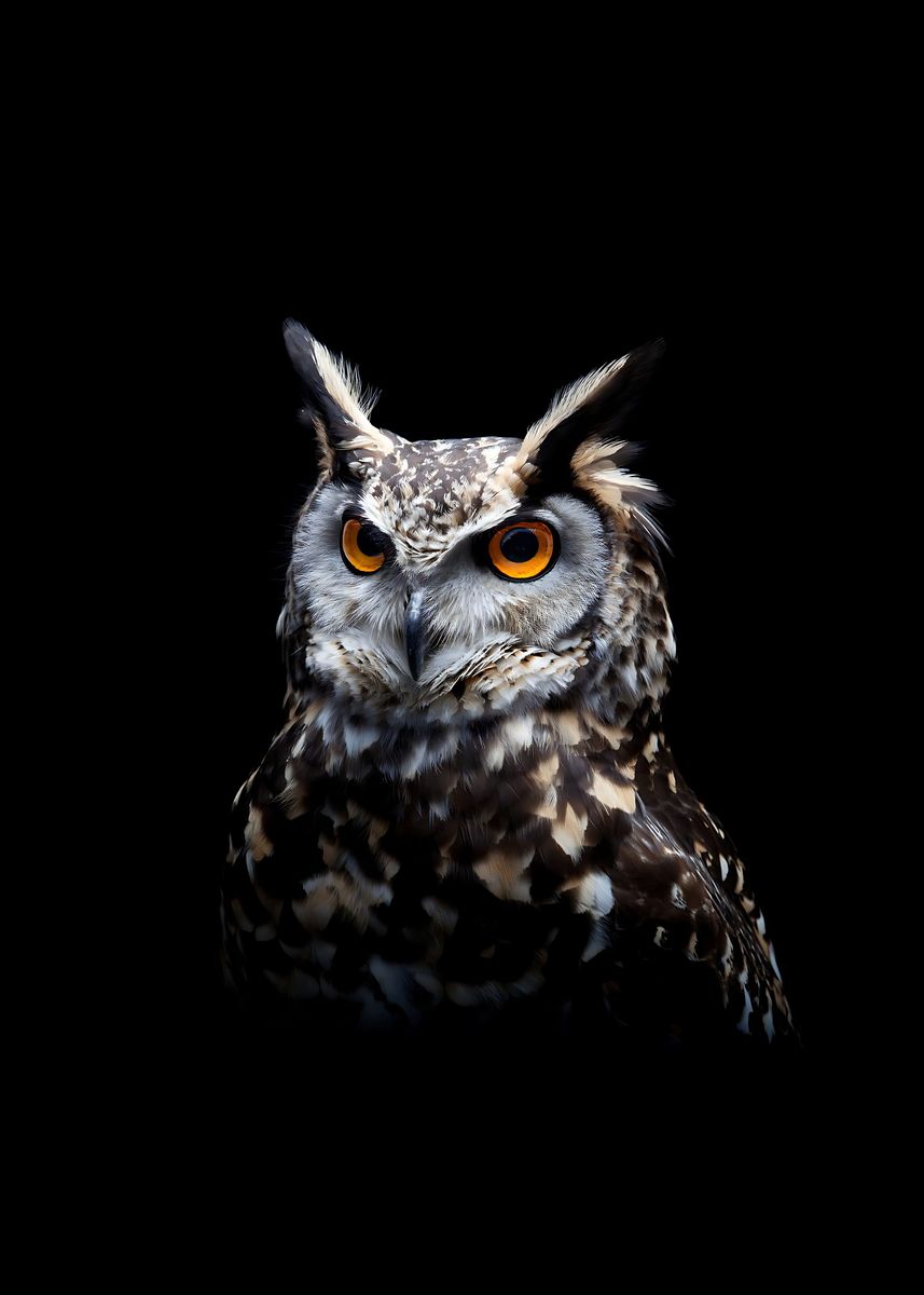 'The Strong Owl' Poster, picture, metal print, paint by HOLOSOMNIA ...