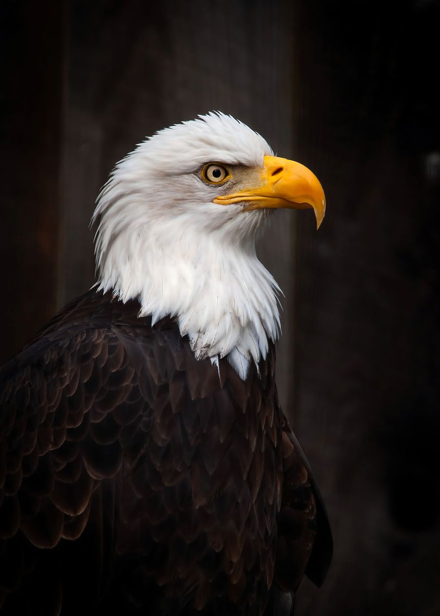 'The Eagle Strong' Poster, picture, metal print, paint by HOLOSOMNIA ...