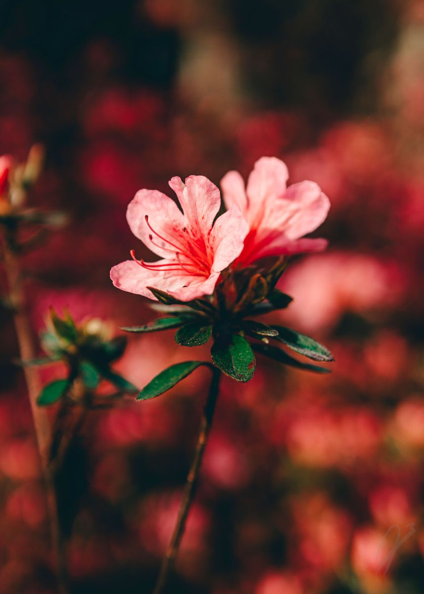 'Azalea' Poster by Abaj | Displate