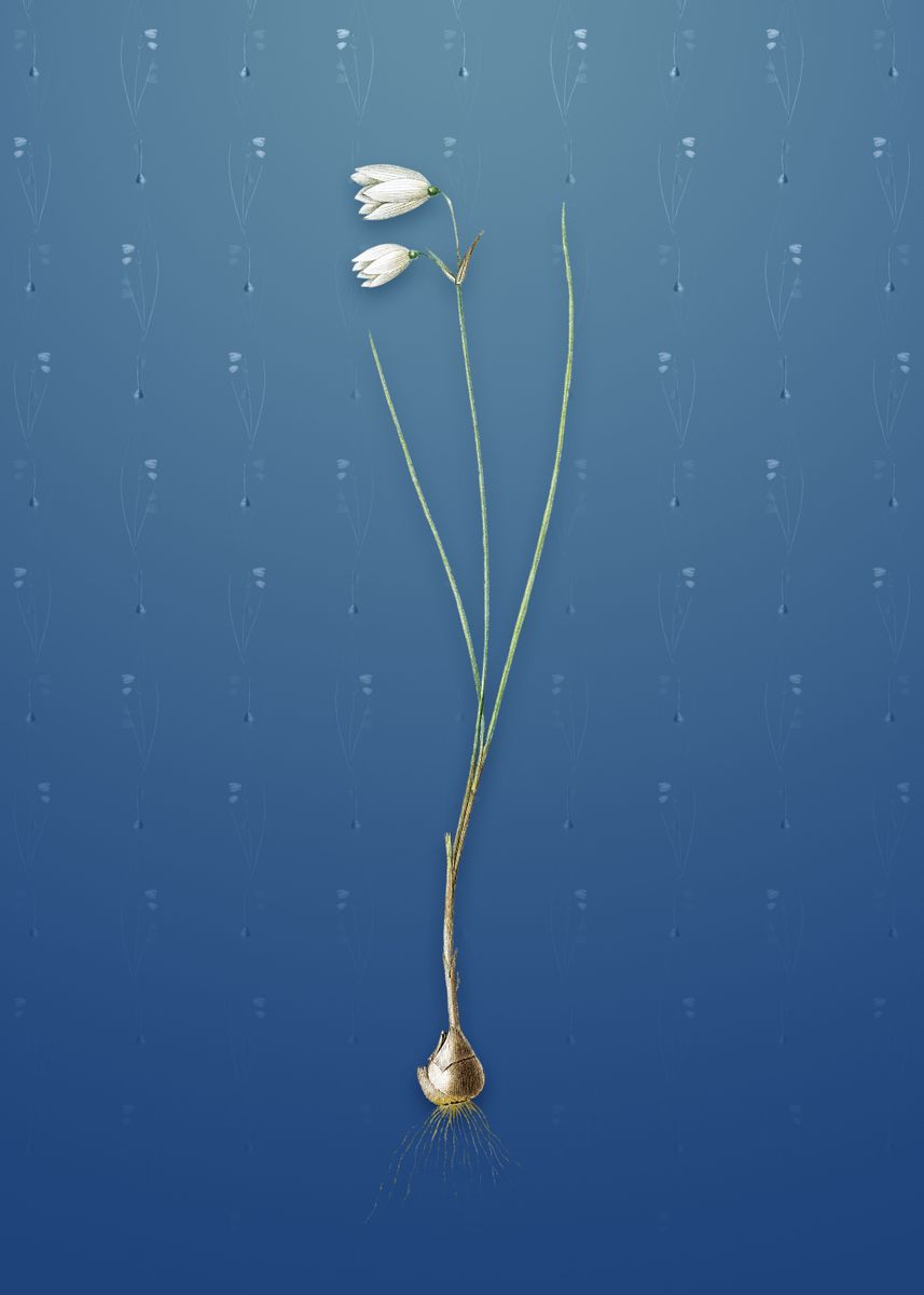 'Snowbell on Bahama Blue' Poster, picture, metal print, paint by Holy ...