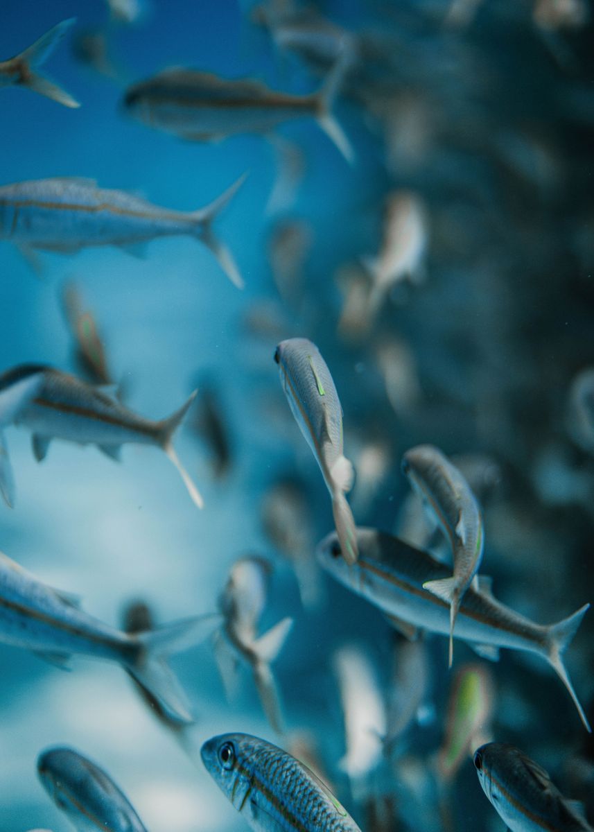 'animal sea small fish' Poster by Travel Travel | Displate