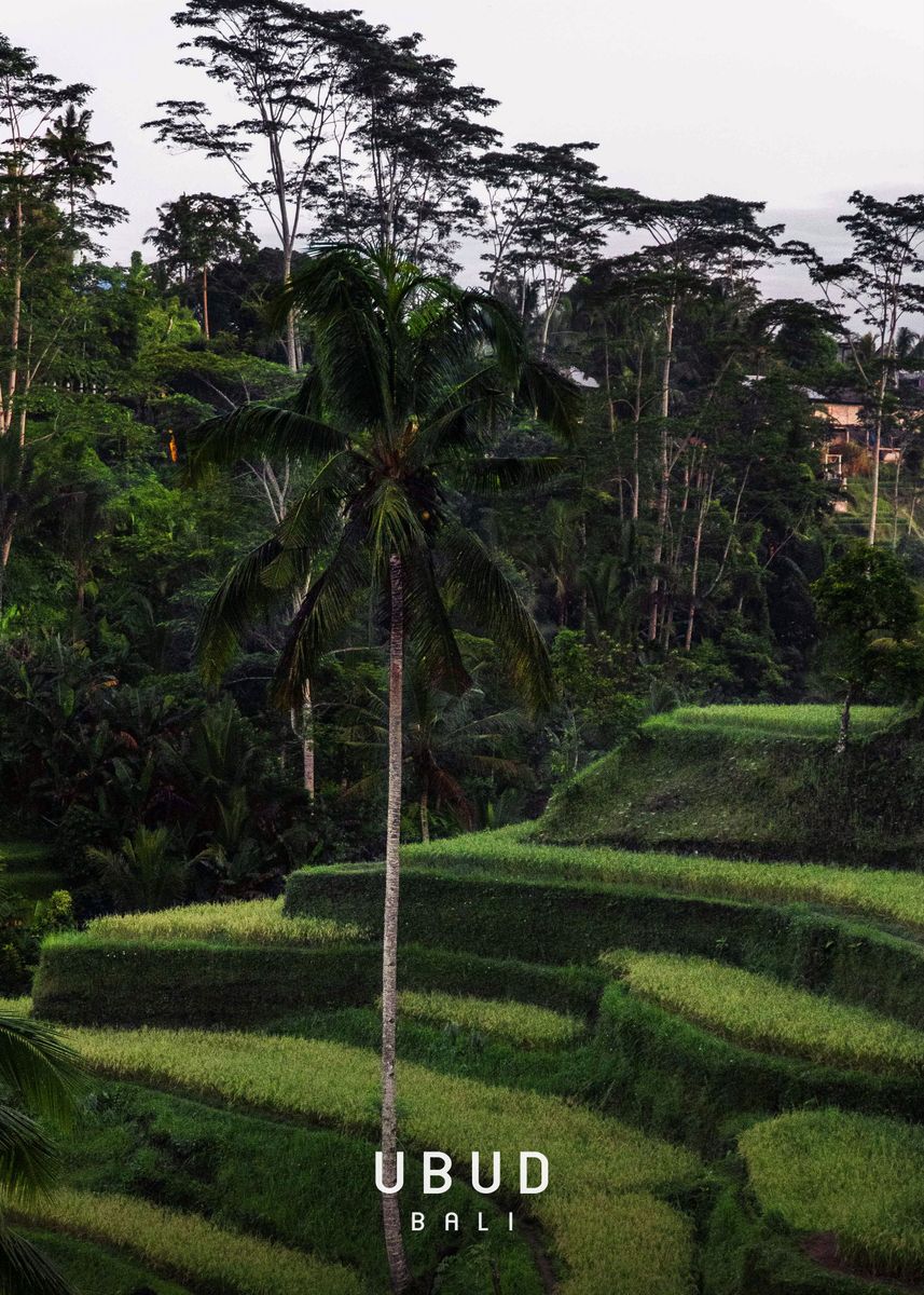 'Ubud ' Poster, picture, metal print, paint by Famous City | Displate