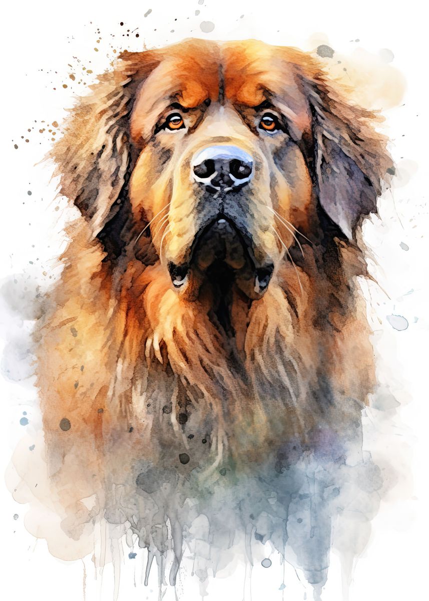'Tibetan Mastiff watercolor' Poster, picture, metal print, paint by ...