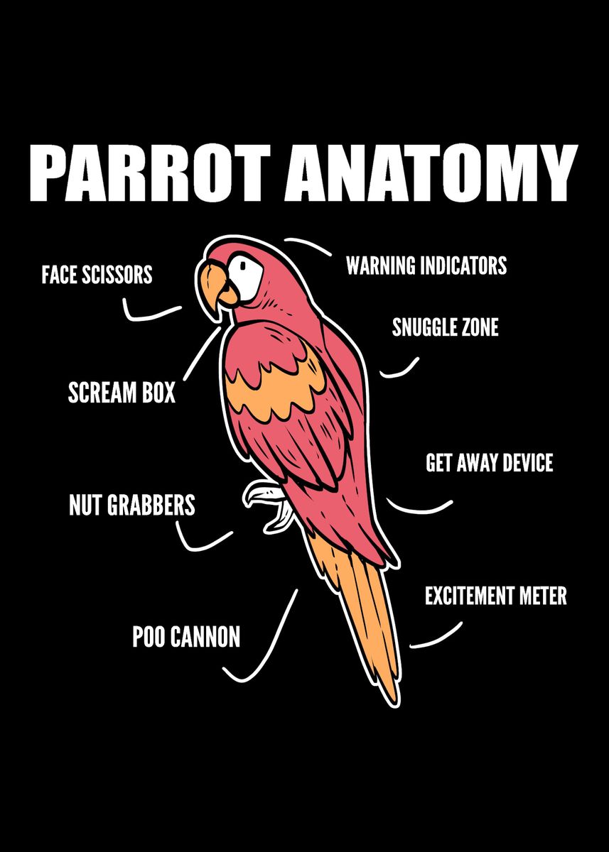 'Parrot Anatomy Animal Trai' Poster, picture, metal print, paint by ...