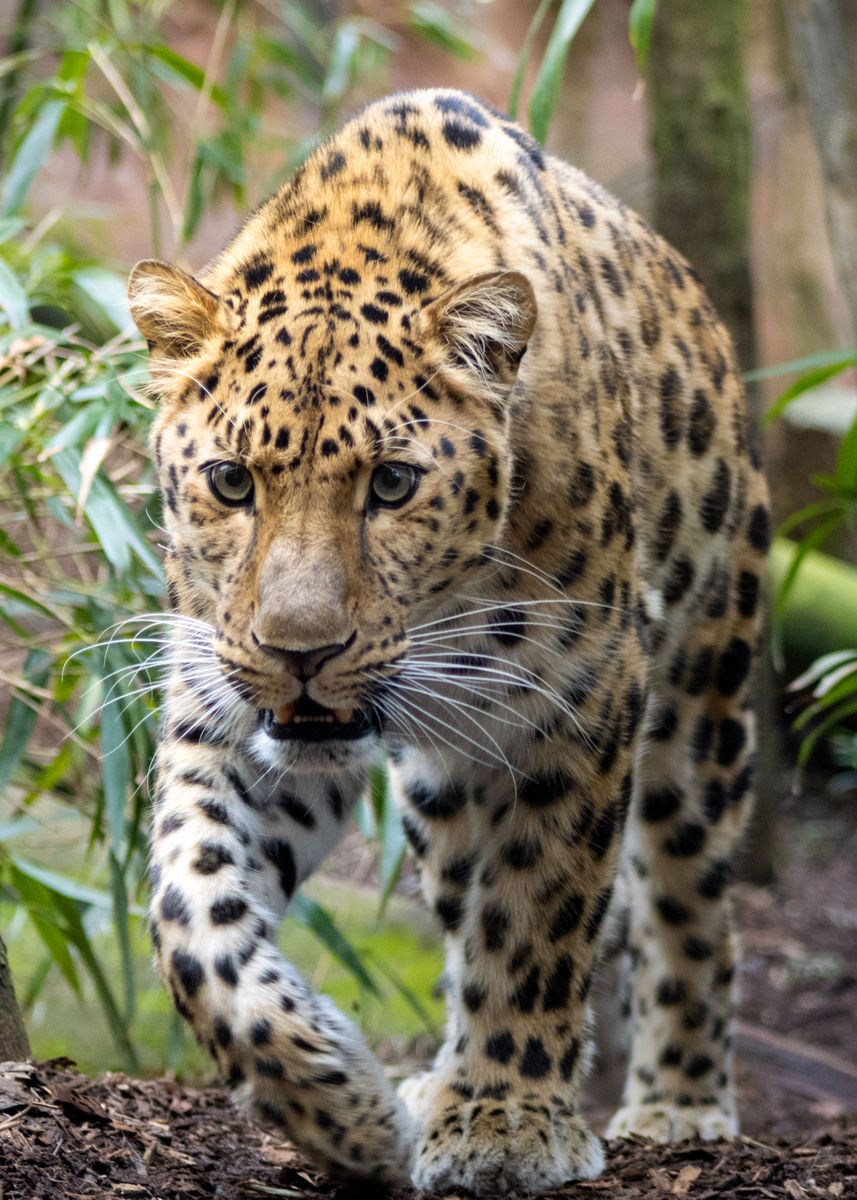 'Amur Leopard' Poster, picture, metal print, paint by Laurence Martin ...