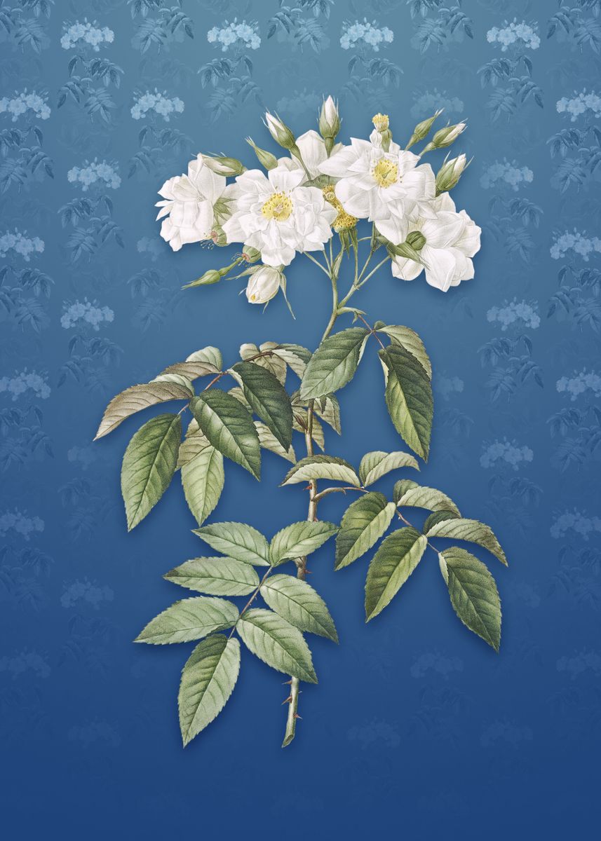 'Musk Rose on Bahama Blue' Poster, picture, metal print, paint by Holy ...