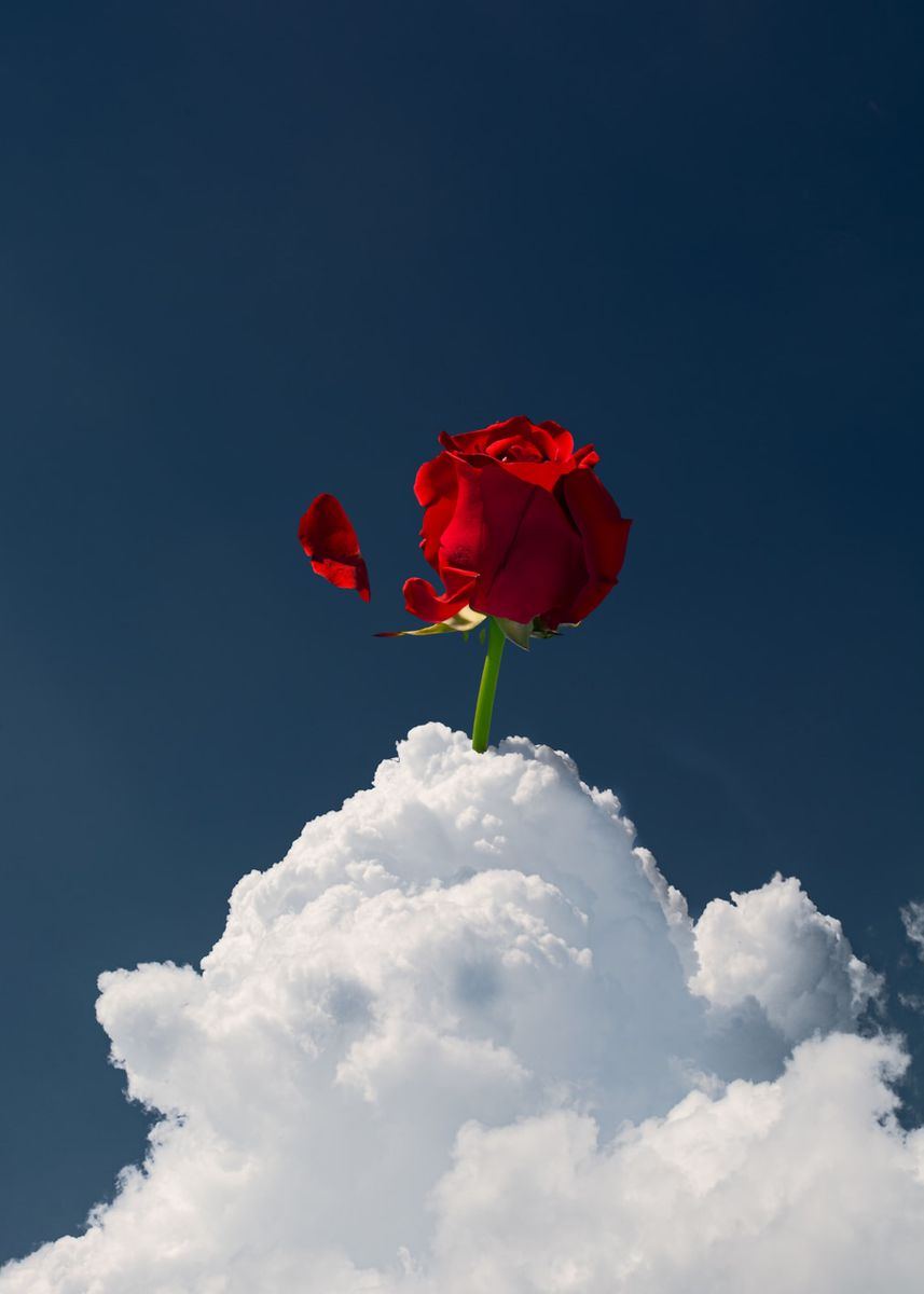 'Red Rose on a Cloud' Poster, picture, metal print, paint by ...