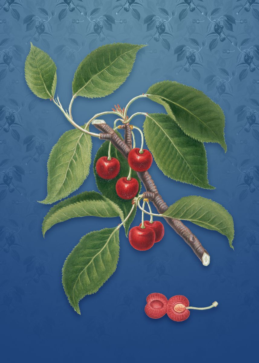 'Vintage Sour Cherry' Poster, picture, metal print, paint by Holy Rock ...