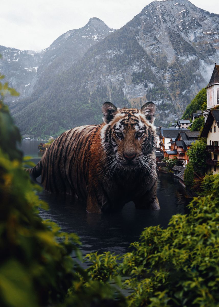 'Big Tiger' Poster, picture, metal print, paint by Ayaz Malik | Displate