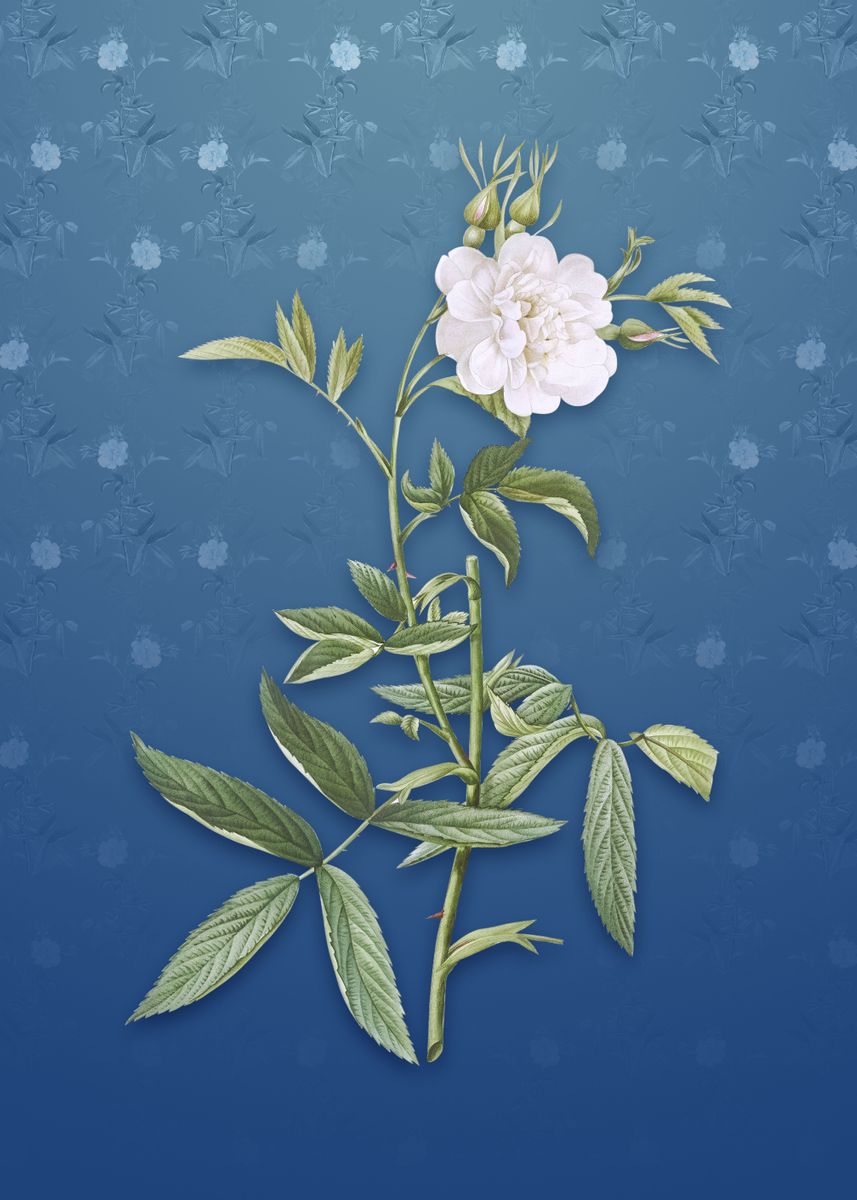 'Vintage White Rose of York' Poster, picture, metal print, paint by ...