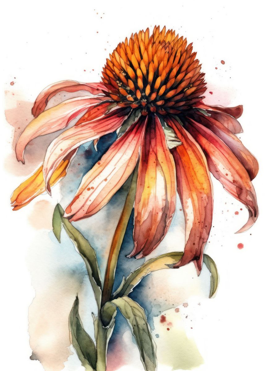 'Coneflower Flower' Poster by Usama Design | Displate