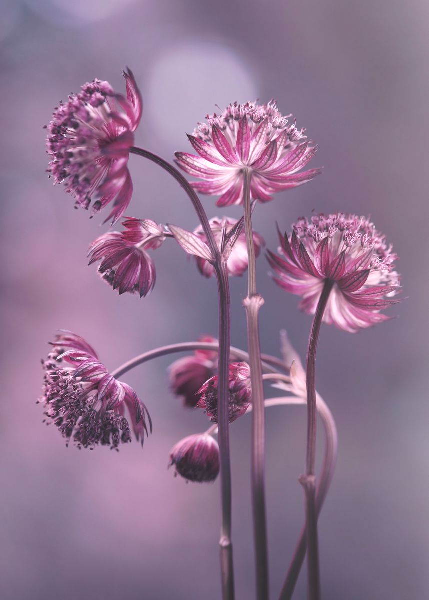 'Purple flowers' Poster, picture, metal print, paint by Mycatherina ...