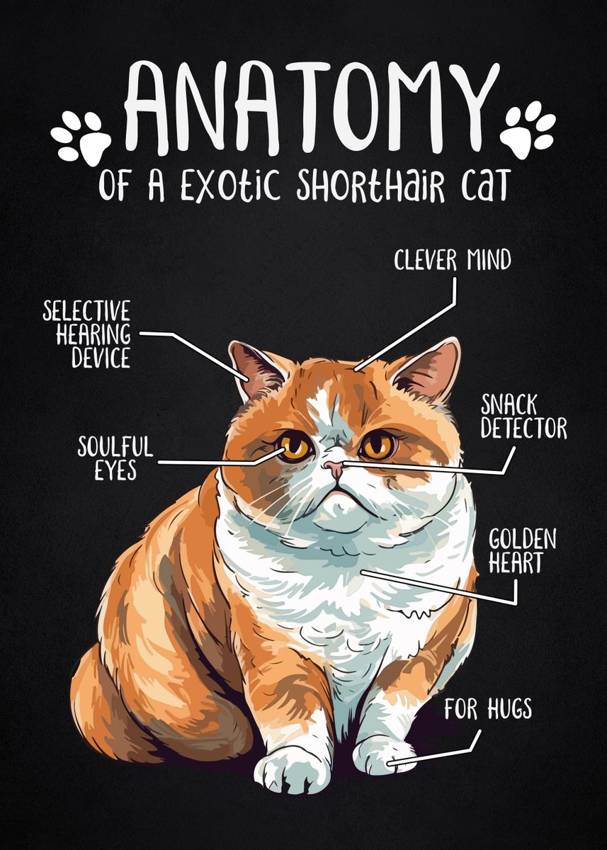 'Anatomy of exotic cat' Poster, picture, metal print, paint by ...