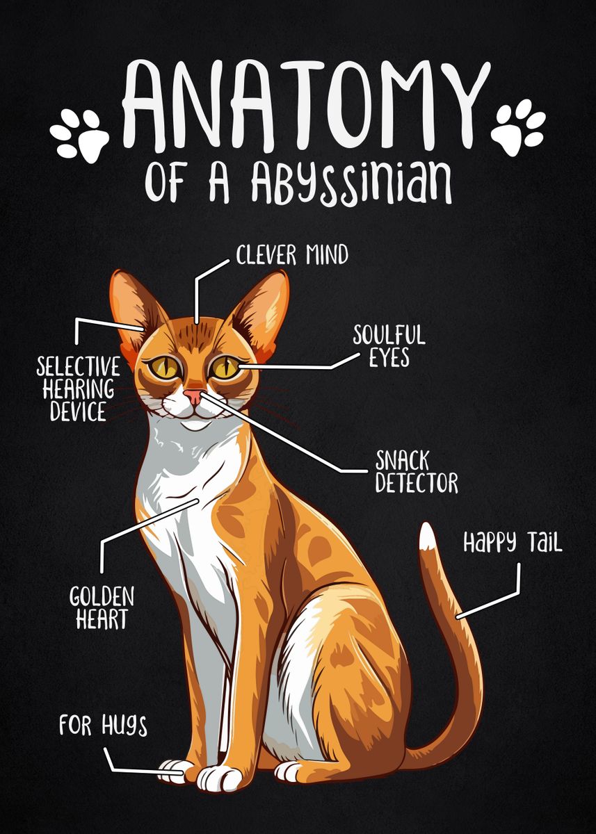 'Anatomy of abyssian cat' Poster, picture, metal print, paint by ...
