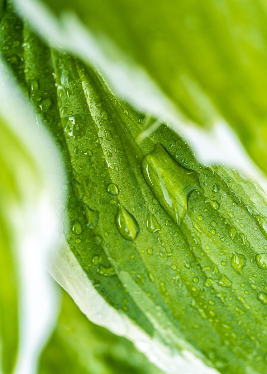 'Green Leaf' Poster, picture, metal print, paint by Malwina Lewinska ...