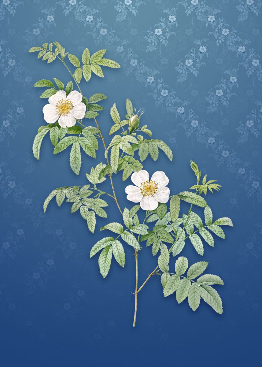 'Musk Rose on Bahama Blue' Poster, picture, metal print, paint by Holy ...