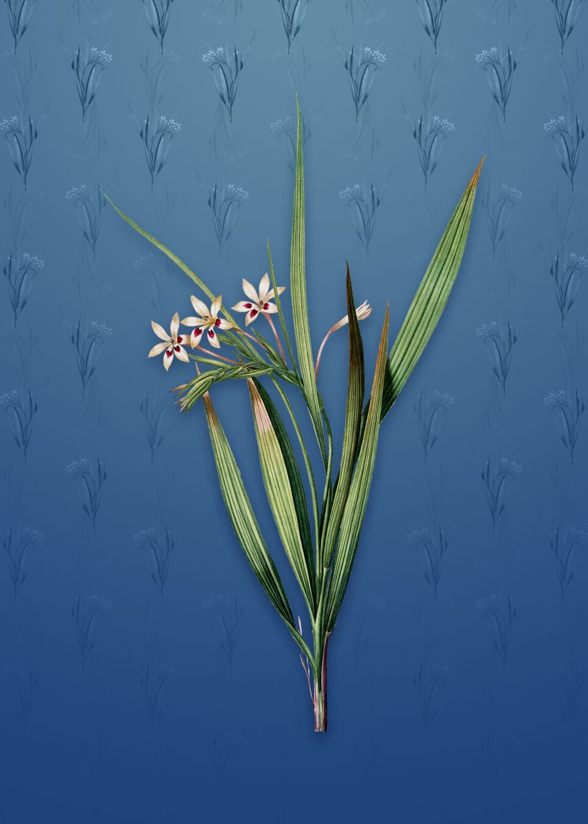 'Vintage White Baboon Root' Poster, picture, metal print, paint by Holy ...