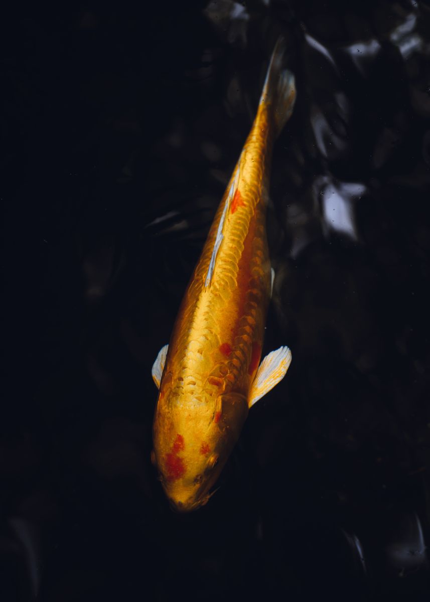 'Japanese carp' Poster, picture, metal print, paint by nicolas stempien ...