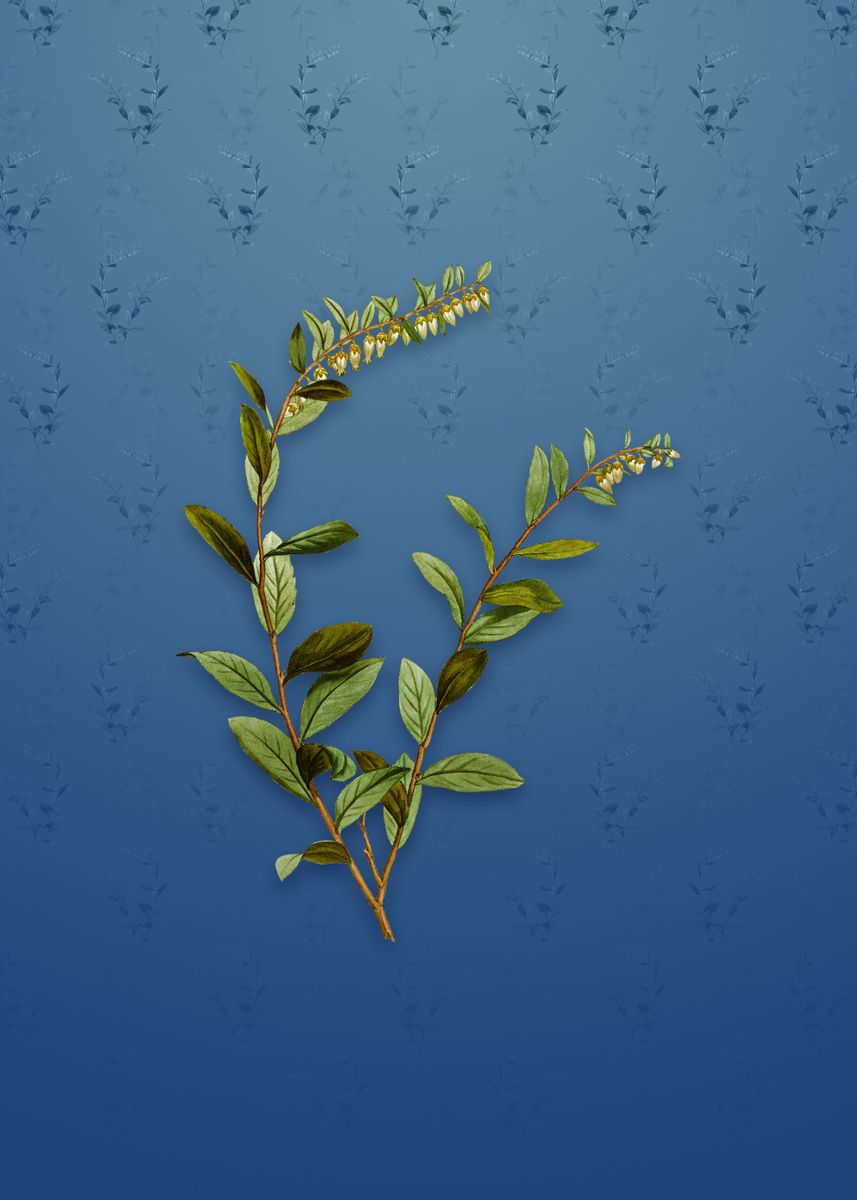 'Andromeda Marginata Bloom' Poster, picture, metal print, paint by Holy ...