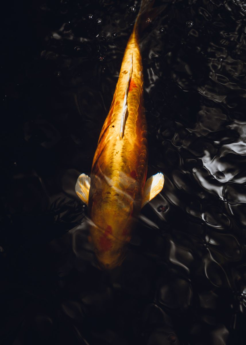 'carp Japanese' Poster by nicolas stempien lauff | Displate