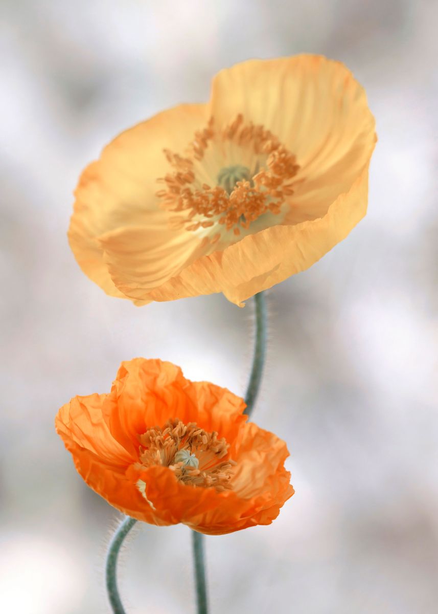 'Colorful poppies' Poster, picture, metal print, paint by Mycatherina ...