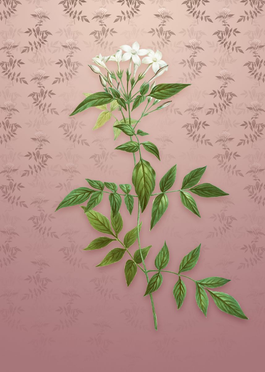 'Jasmin Officinale Flower' Poster, picture, metal print, paint by Holy ...