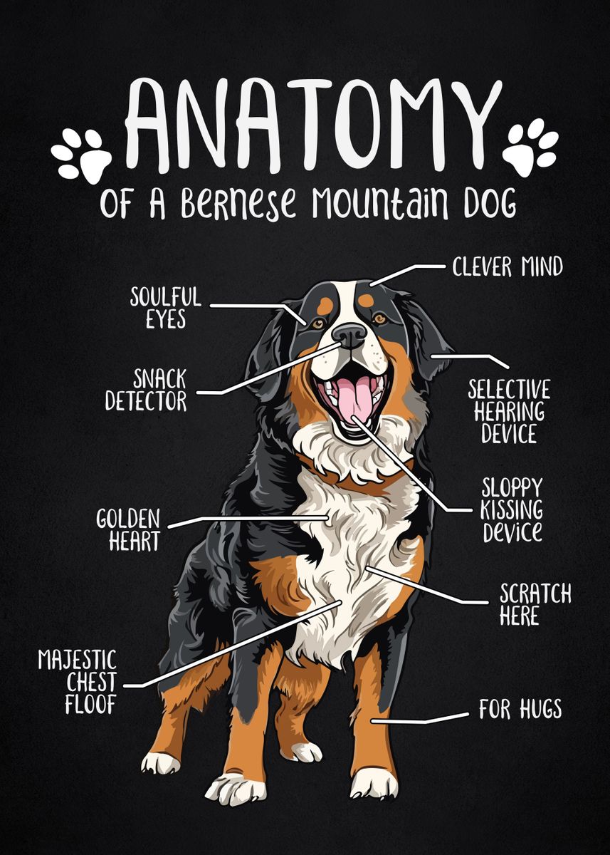 'Anatomy of mountain dog' Poster, picture, metal print, paint by ...