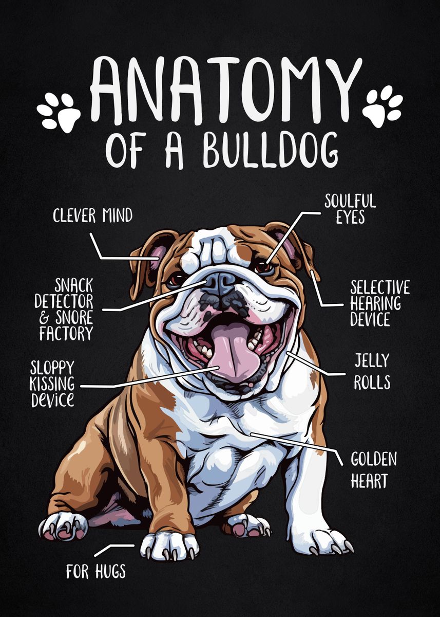 'Anatomy of bulldog' Poster, picture, metal print, paint by ...