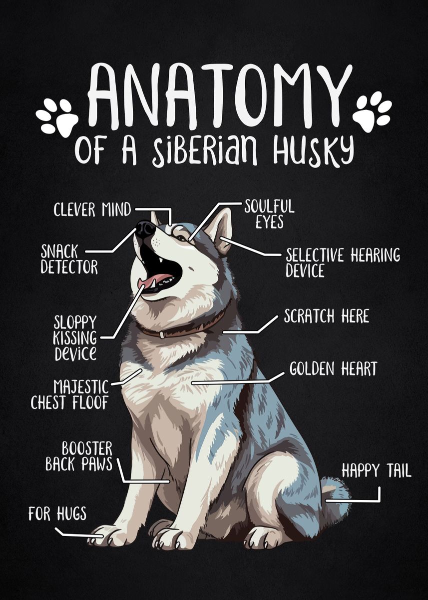 'Anatomy of husky siberian' Poster, picture, metal print, paint by ...