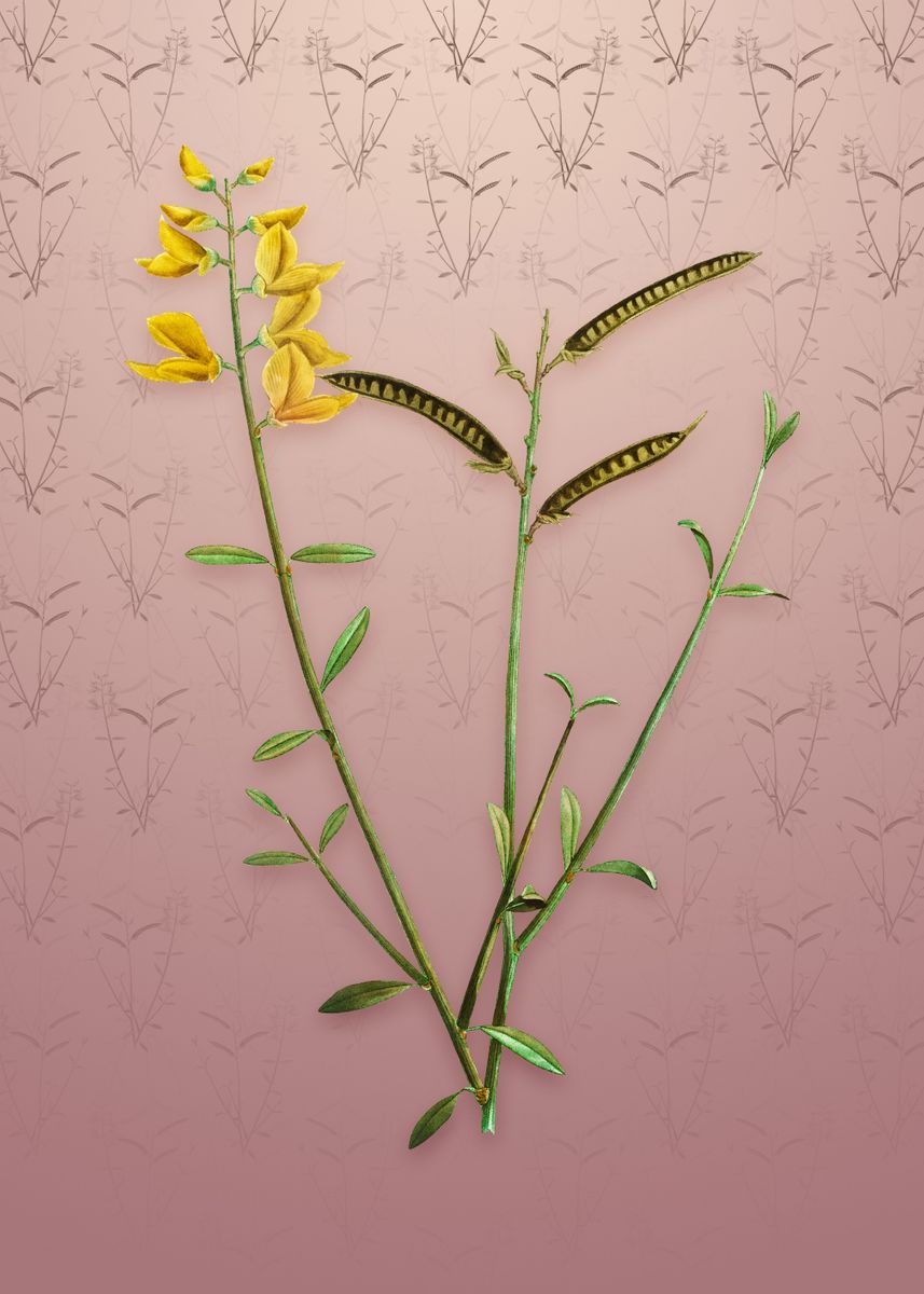 'Vintage Spanish Broom' Poster, picture, metal print, paint by Holy ...