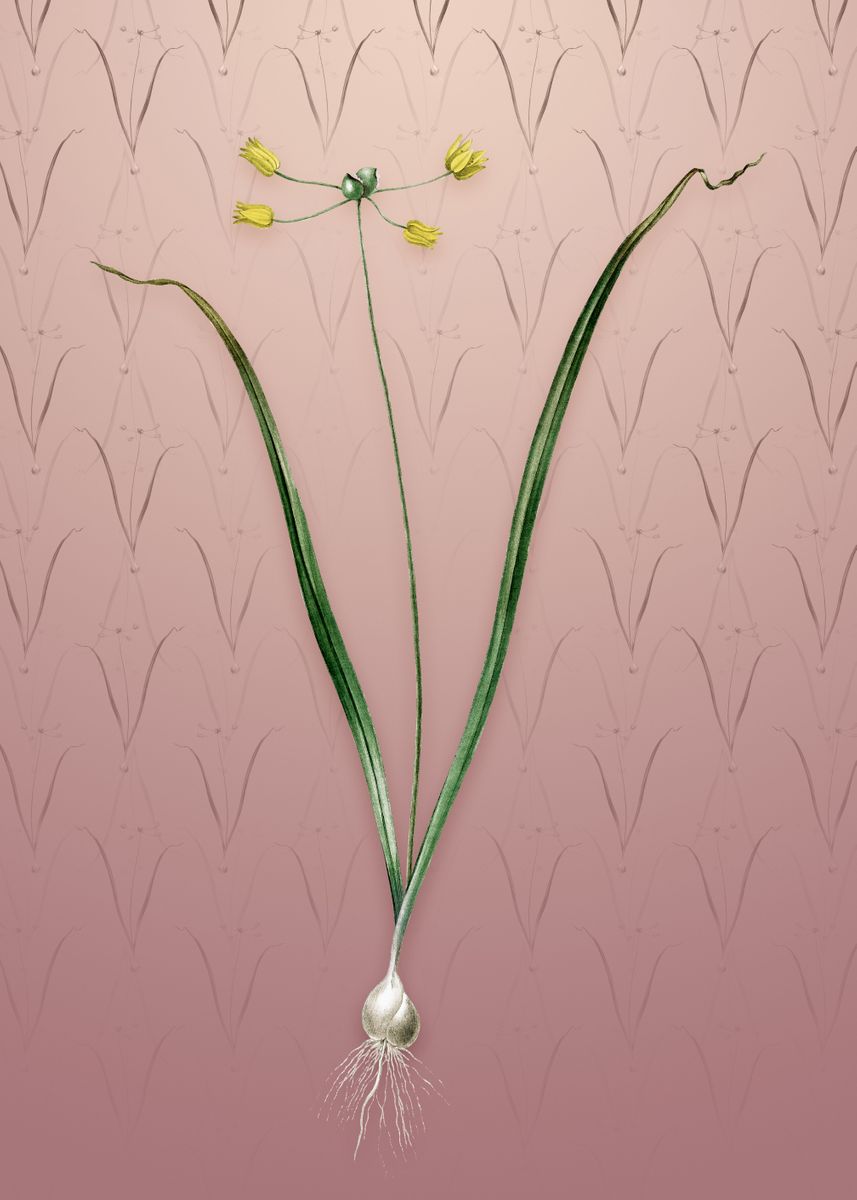 'Allium Scorzonera Folium' Poster, picture, metal print, paint by Holy ...