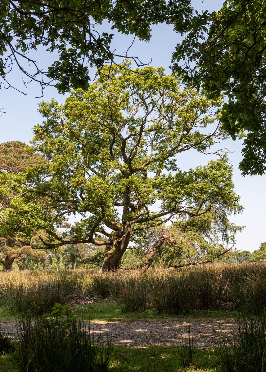 'Tall Summer Tree' Poster by Nathan Taylor | Displate