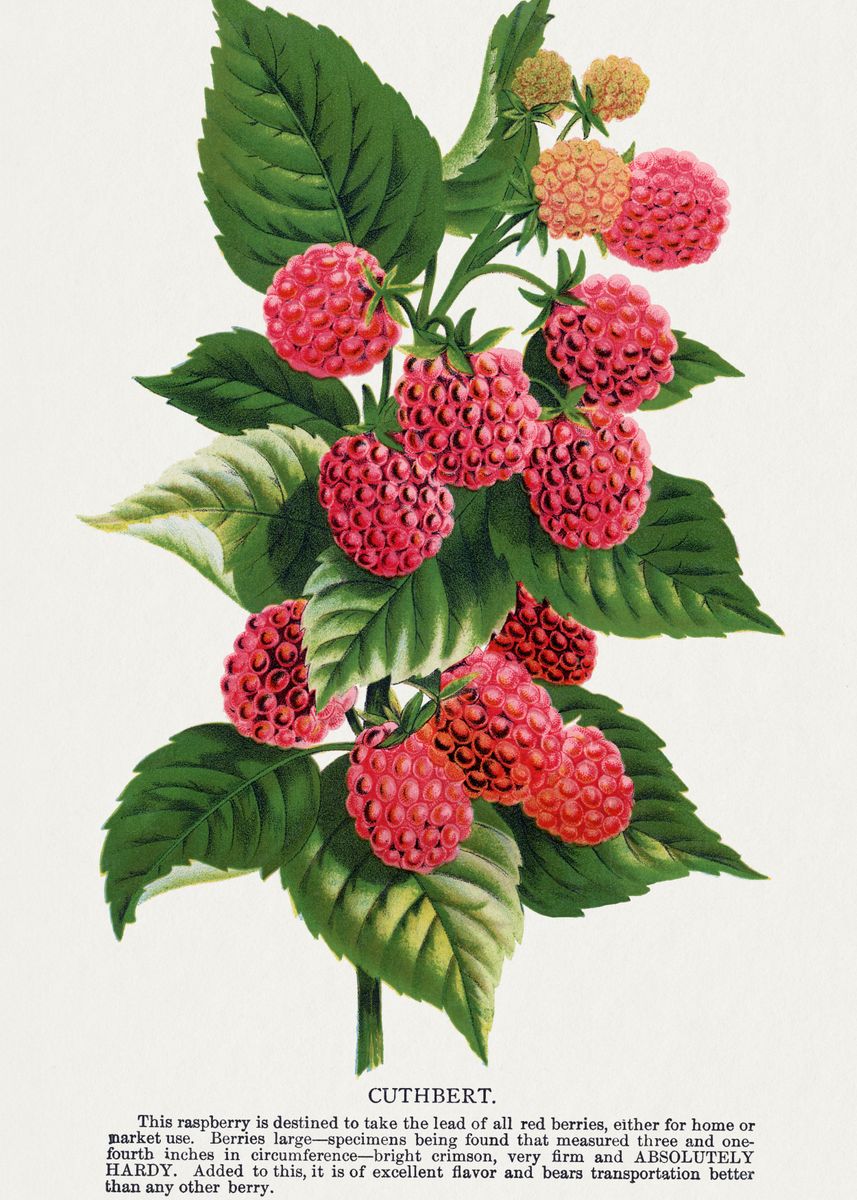 'Colossal Raspberry' Poster, picture, metal print, paint by Creative ...