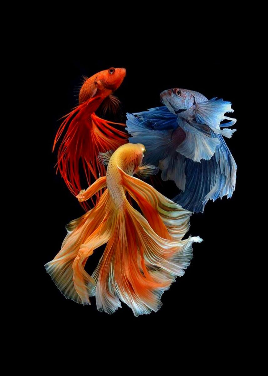 'Three Beautiful Betta Fish' Poster, picture, metal print, paint by ...
