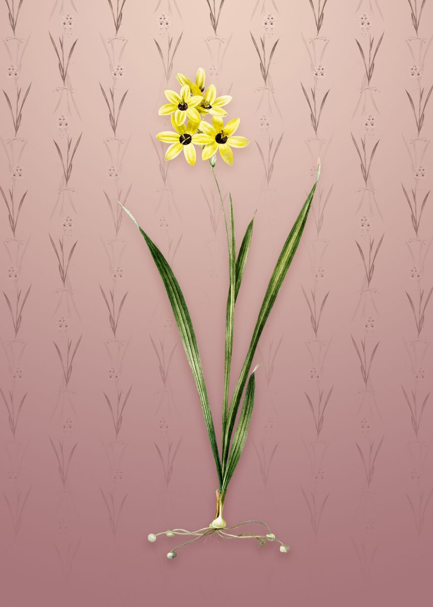 'Vintage Ixia Fusco Citrina' Poster, picture, metal print, paint by ...