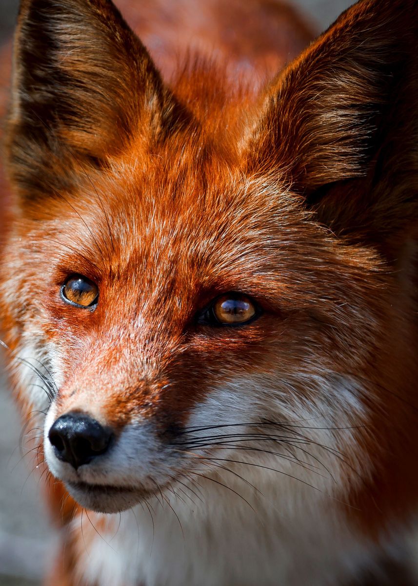 'Cute Fox' Poster, picture, metal print, paint by Purple Haze | Displate