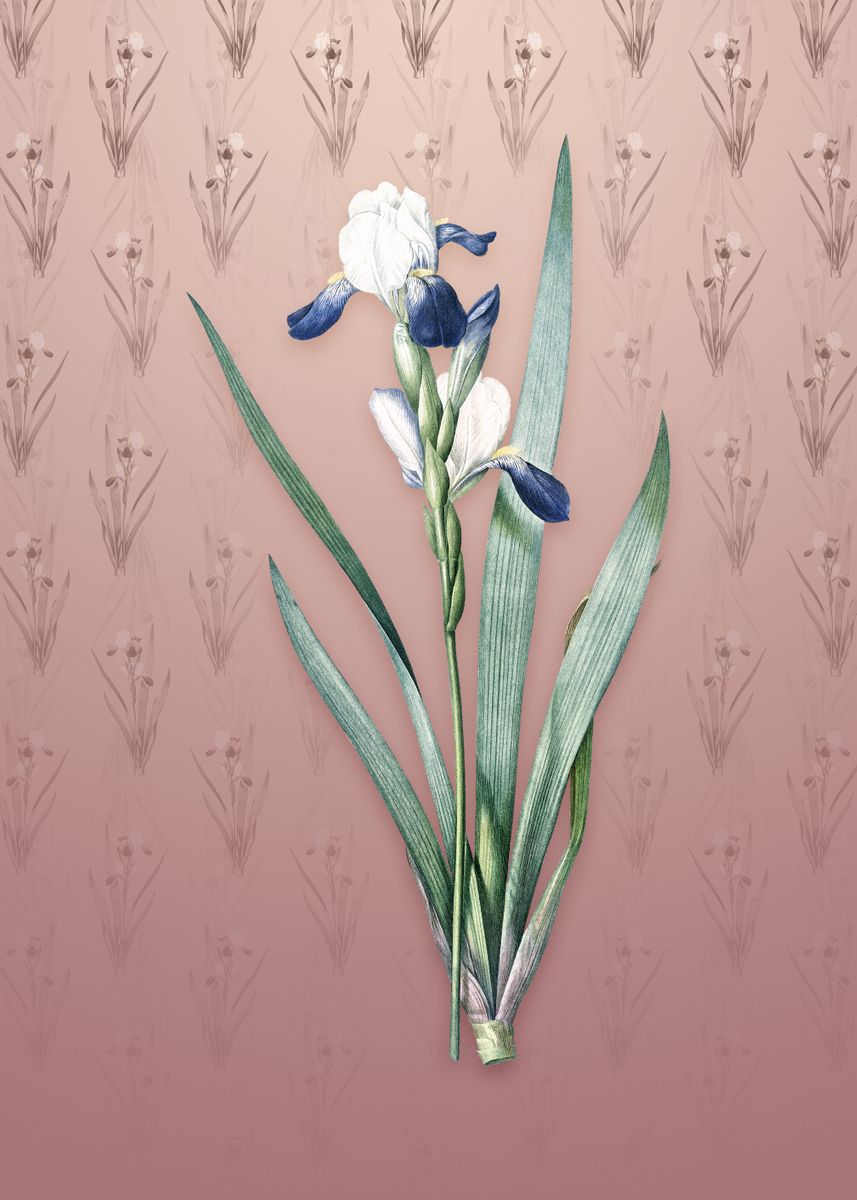 'Vintage Tall Bearded Iris' Poster by Holy Rock Design | Displate