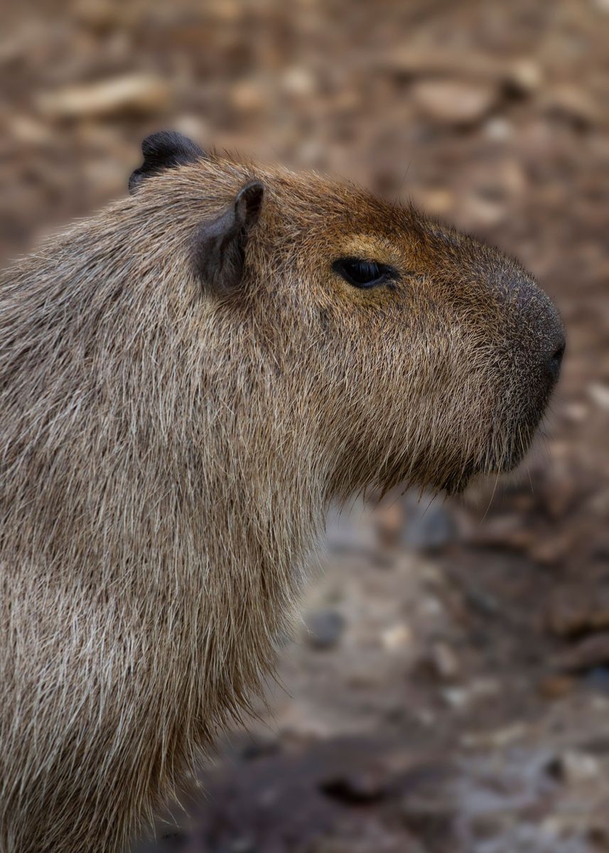 'Capybara portrait 1' Poster, picture, metal print, paint by Suzanne de ...