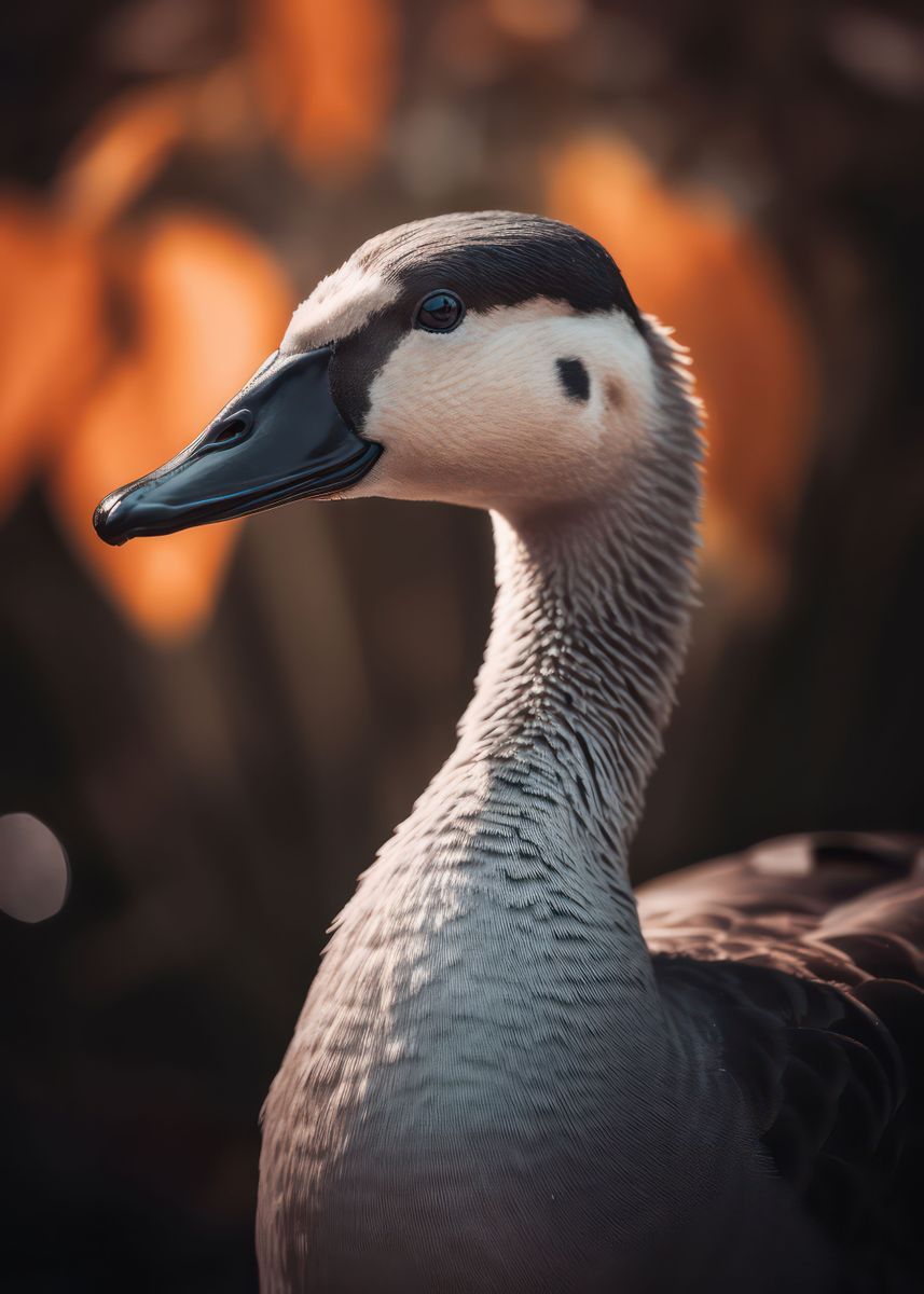 'Placid goose' Poster by Zooscape Wildlife | Displate
