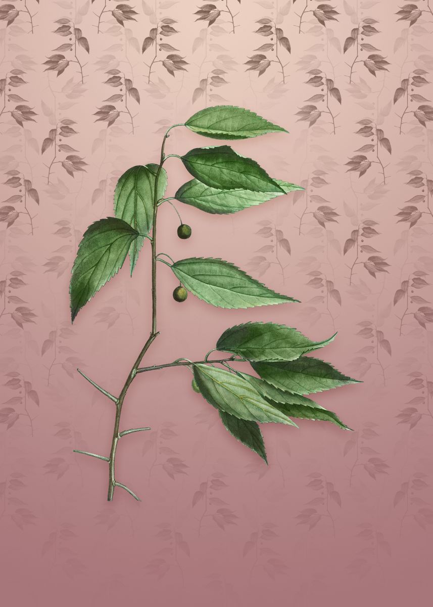 'European Nettle Tree' Poster, picture, metal print, paint by Holy Rock ...