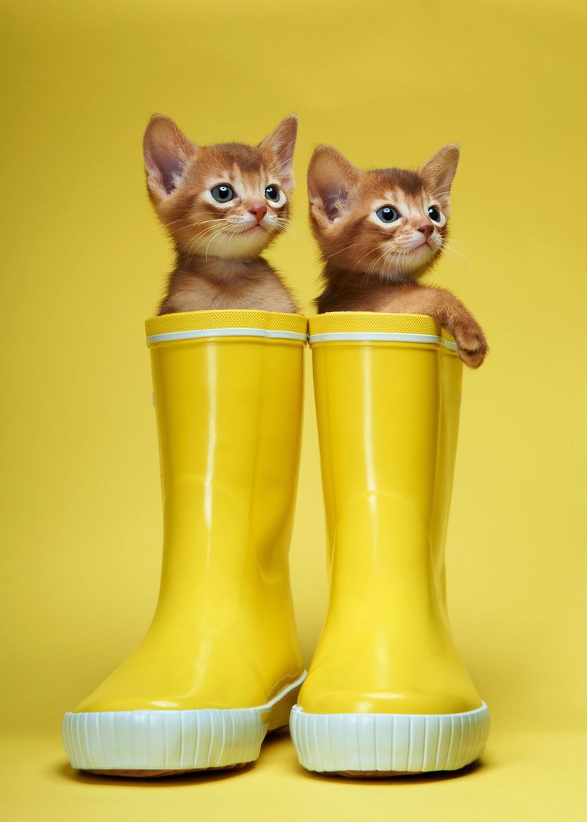 'Kittens in Wellies' Poster, picture, metal print, paint by ArtWorld ...